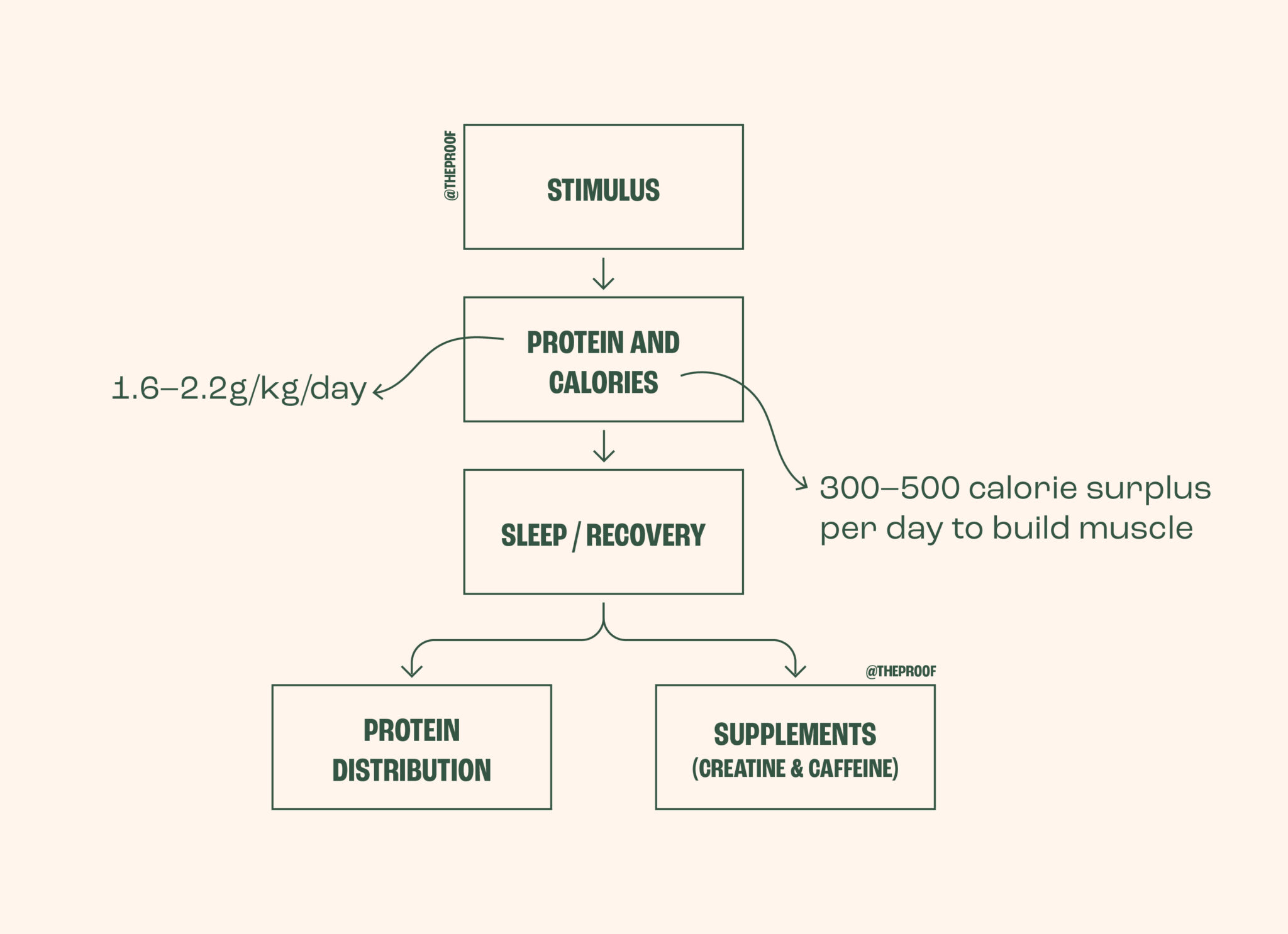 Protein protocol for resistance training plant-based athletes - The Proof