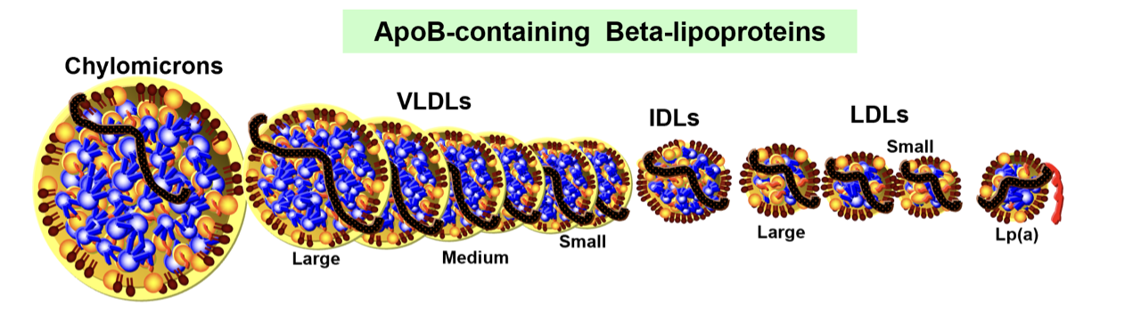 Have your steak and eat it too? - The Proof